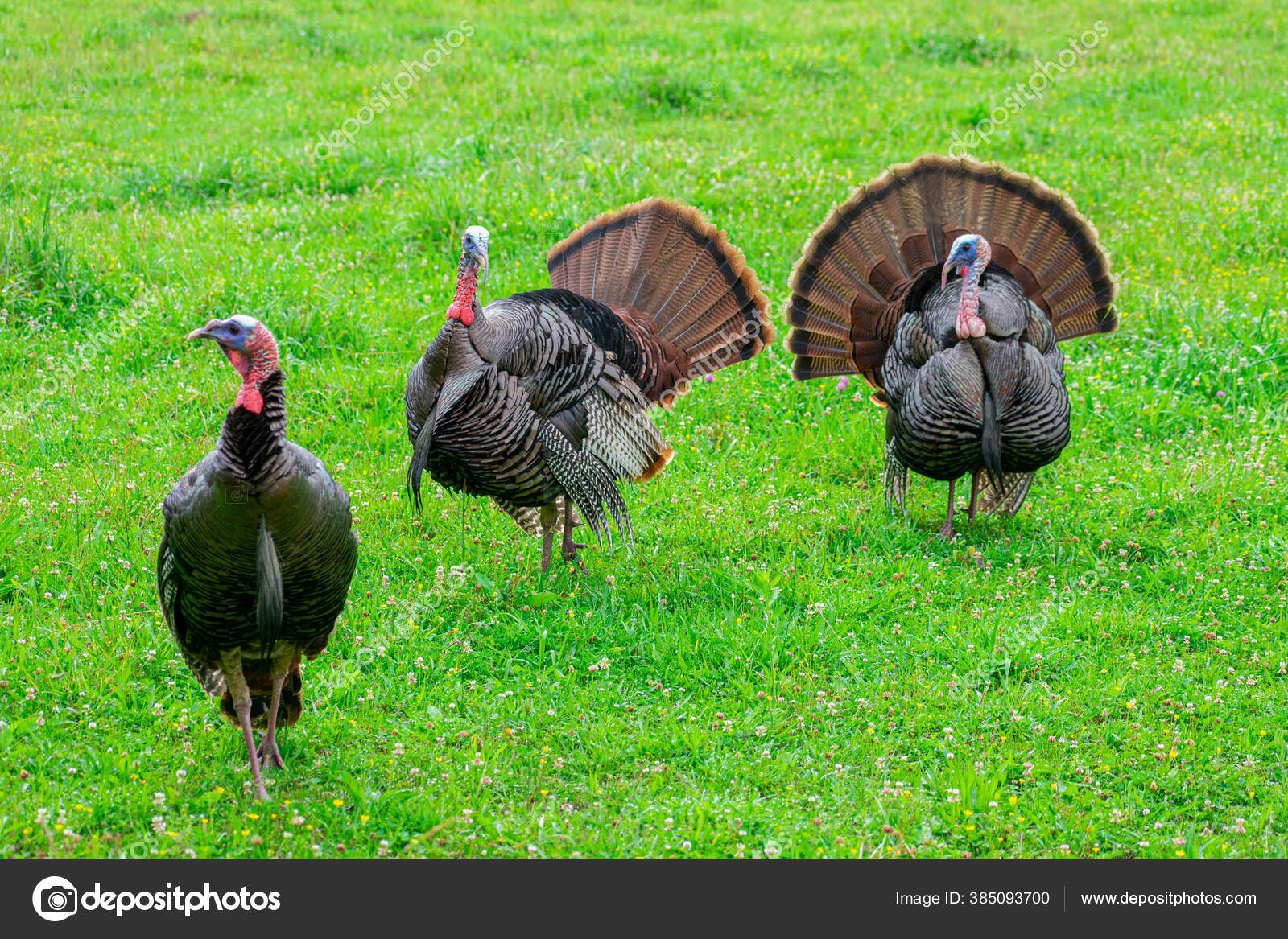 Horizontal Shot Three Wild Smoky Mountain Turkeys Green Grass ...
