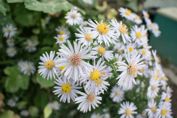 Peru daisy Stock Photos, Royalty Free Peru daisy Images | Depositphotos