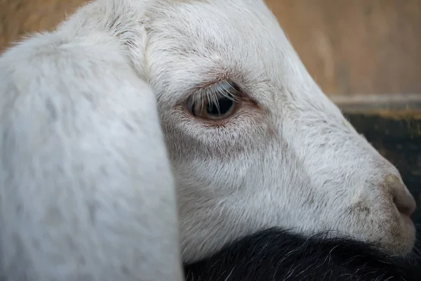 Yeux de chèvre images libres de droit, photos de Yeux de chèvre ...