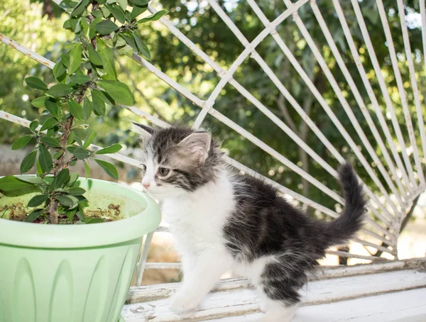 Kitten garden Stock Photos, Royalty Free Kitten garden Images ...