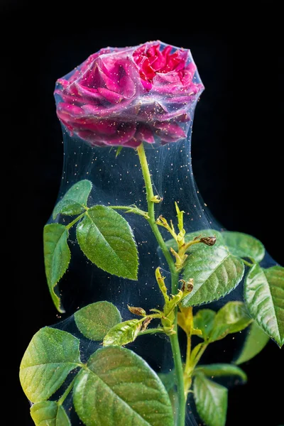 Spider mite on a raspberry rose. - Stock Image - Everypixel