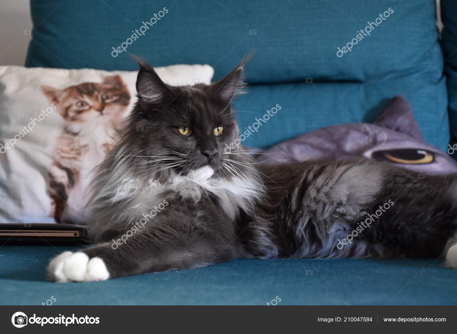 Enzo Maine Coon Cat — Stock Photo © Alexcoon #210047584