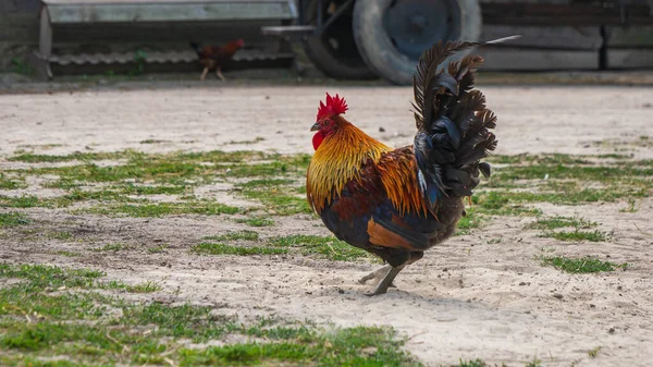 Beautiful multi colored rooster Stock Photos, Royalty Free Beautiful ...