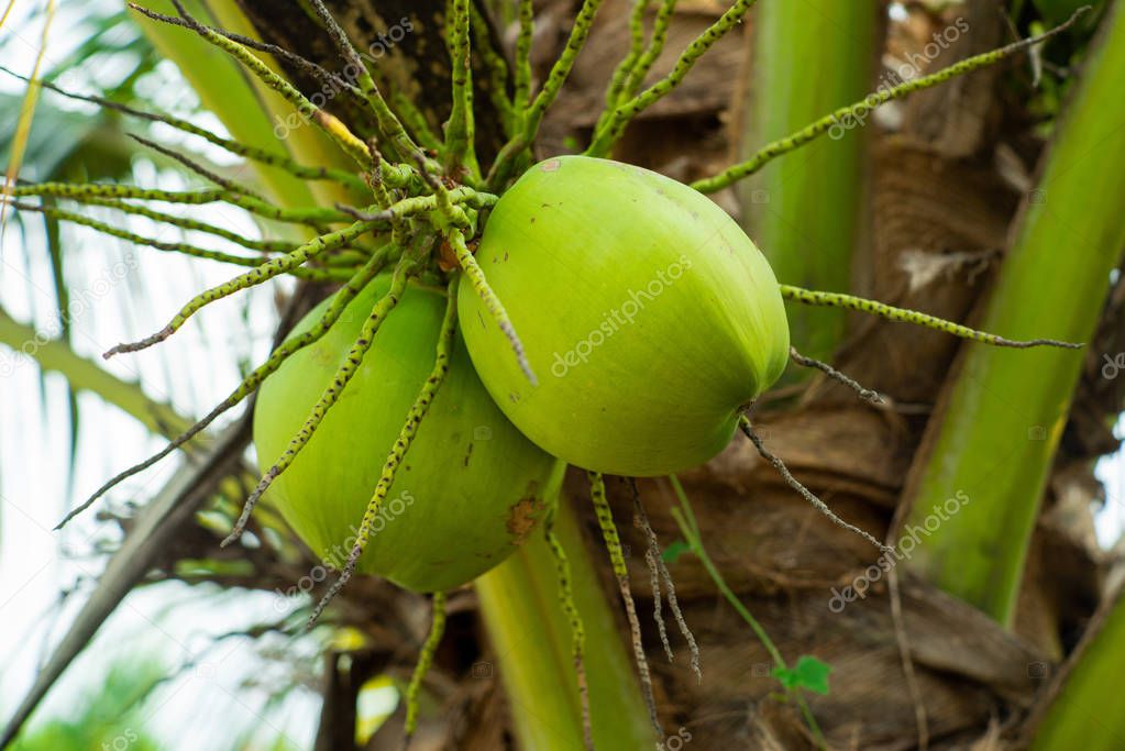Cocos De Cerca En Los árboles Después De Regar Con El Fondo Borroso De La Granja En Un Día