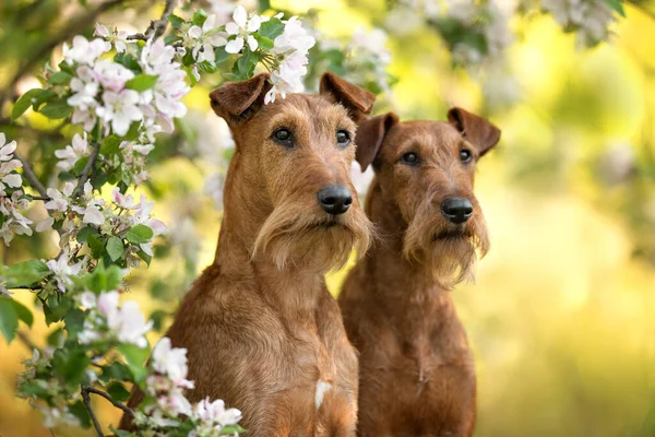 Irish terrier Stock Photos, Royalty Free Irish terrier Images ...