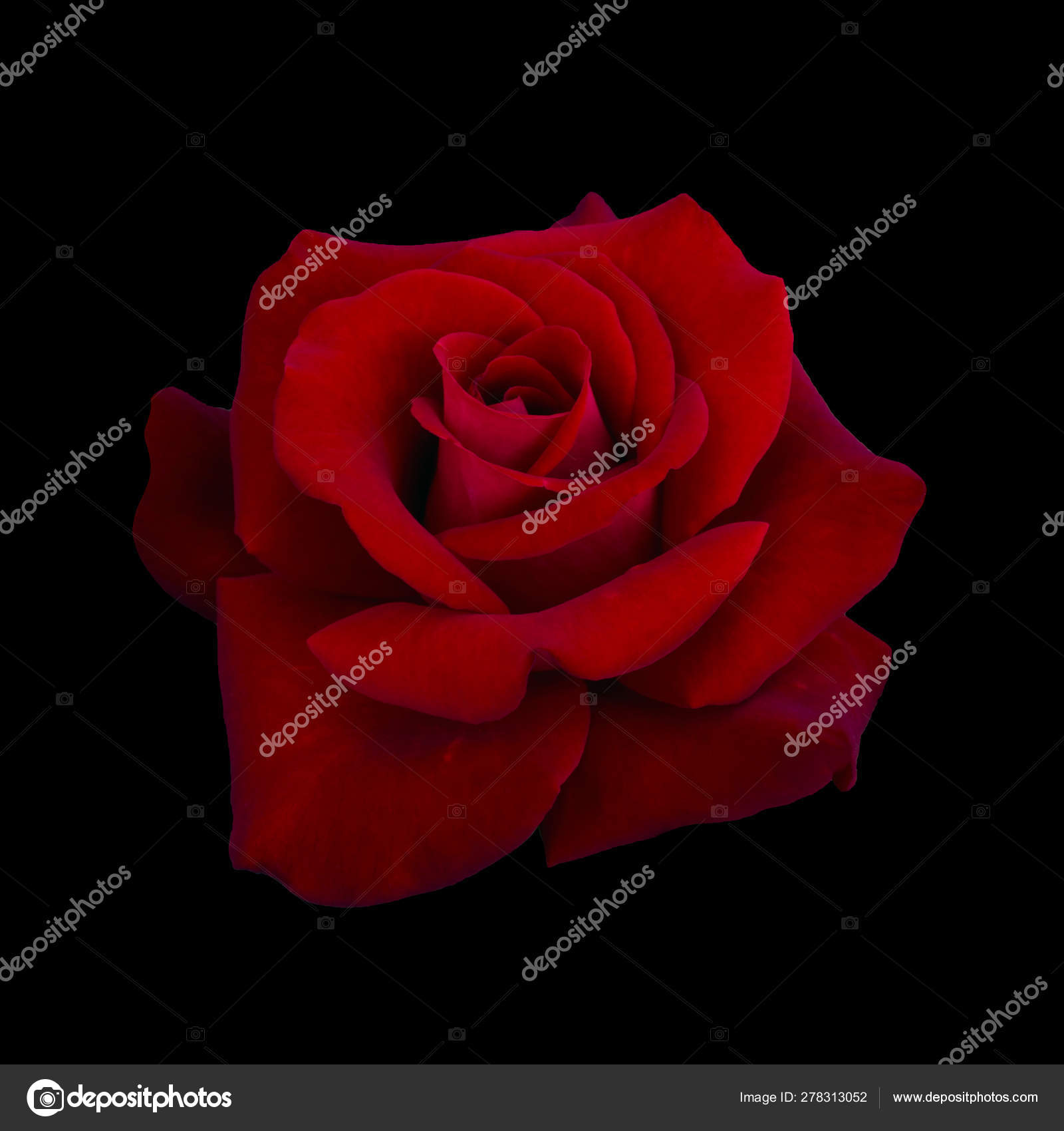 Dark red rose — Stock Photo © Likka #278313052