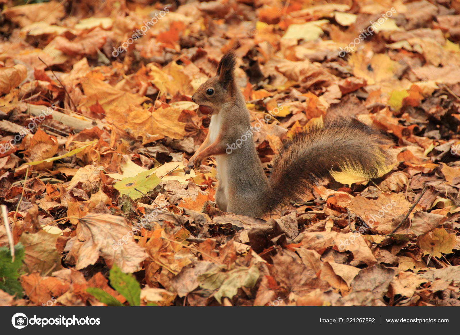 Red-haired wild squirrel in a natural habitat of the forest — Stock ...