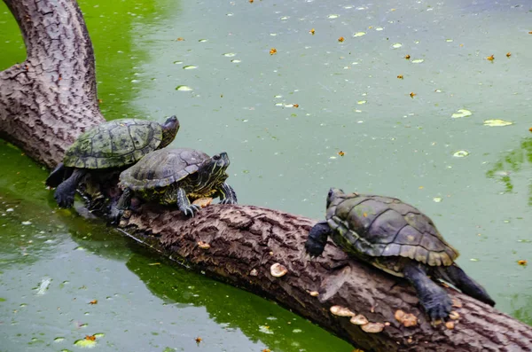 Tortugas con color Stock Photos, Royalty Free Tortugas con color Images ...