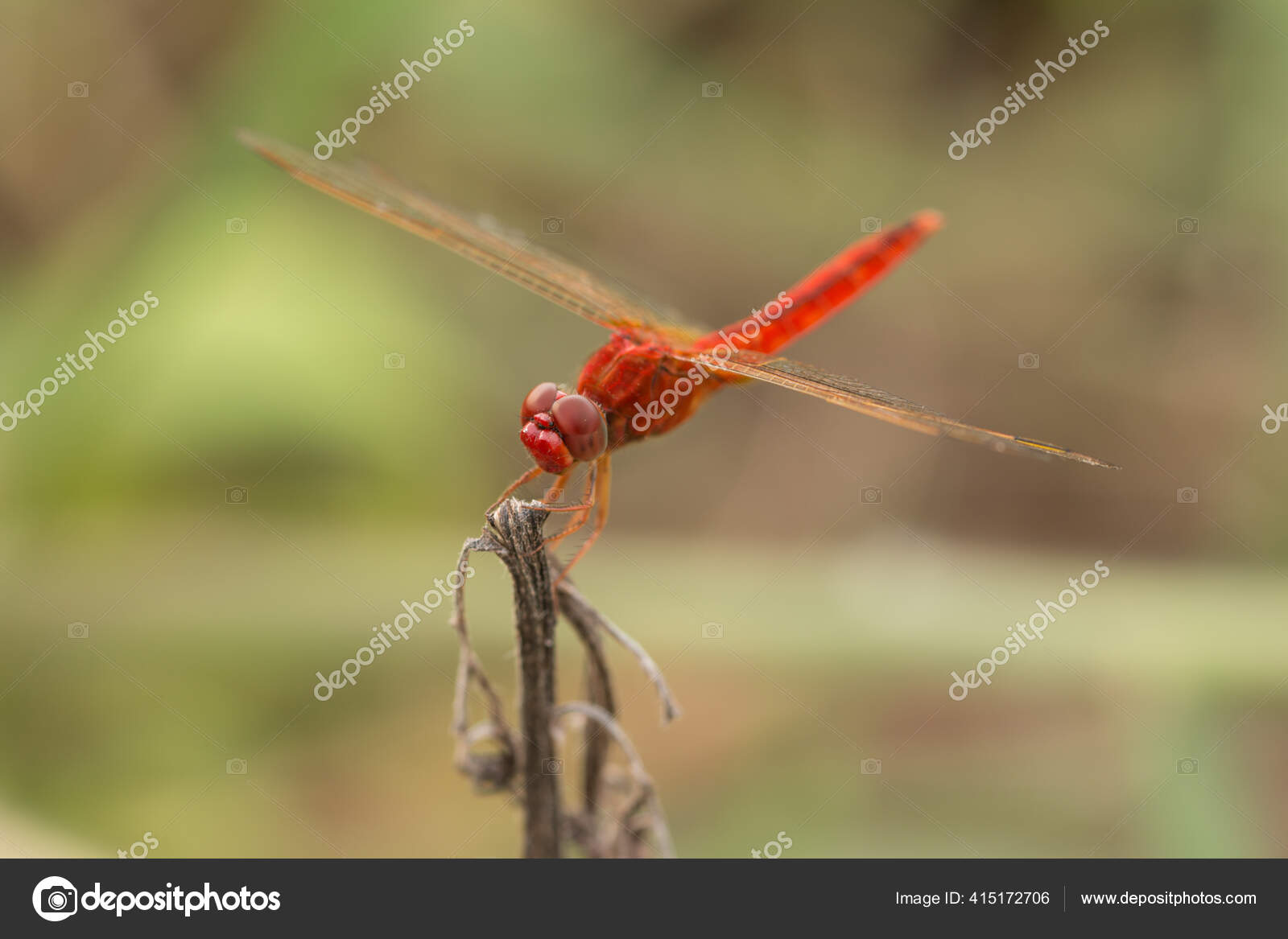 Closeup Red Dragon Fly — Stock Photo © taira@hotmail.co.th #415172706