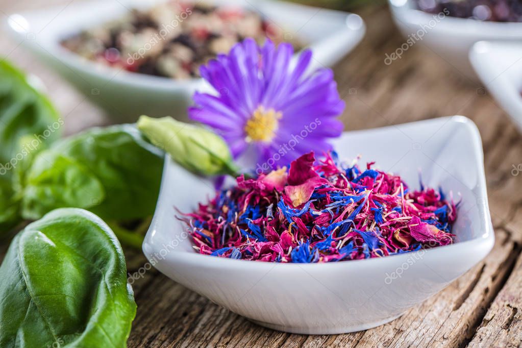 Pétalos secos de aciano azul, Centaurea cyanus, en la mano. 2023