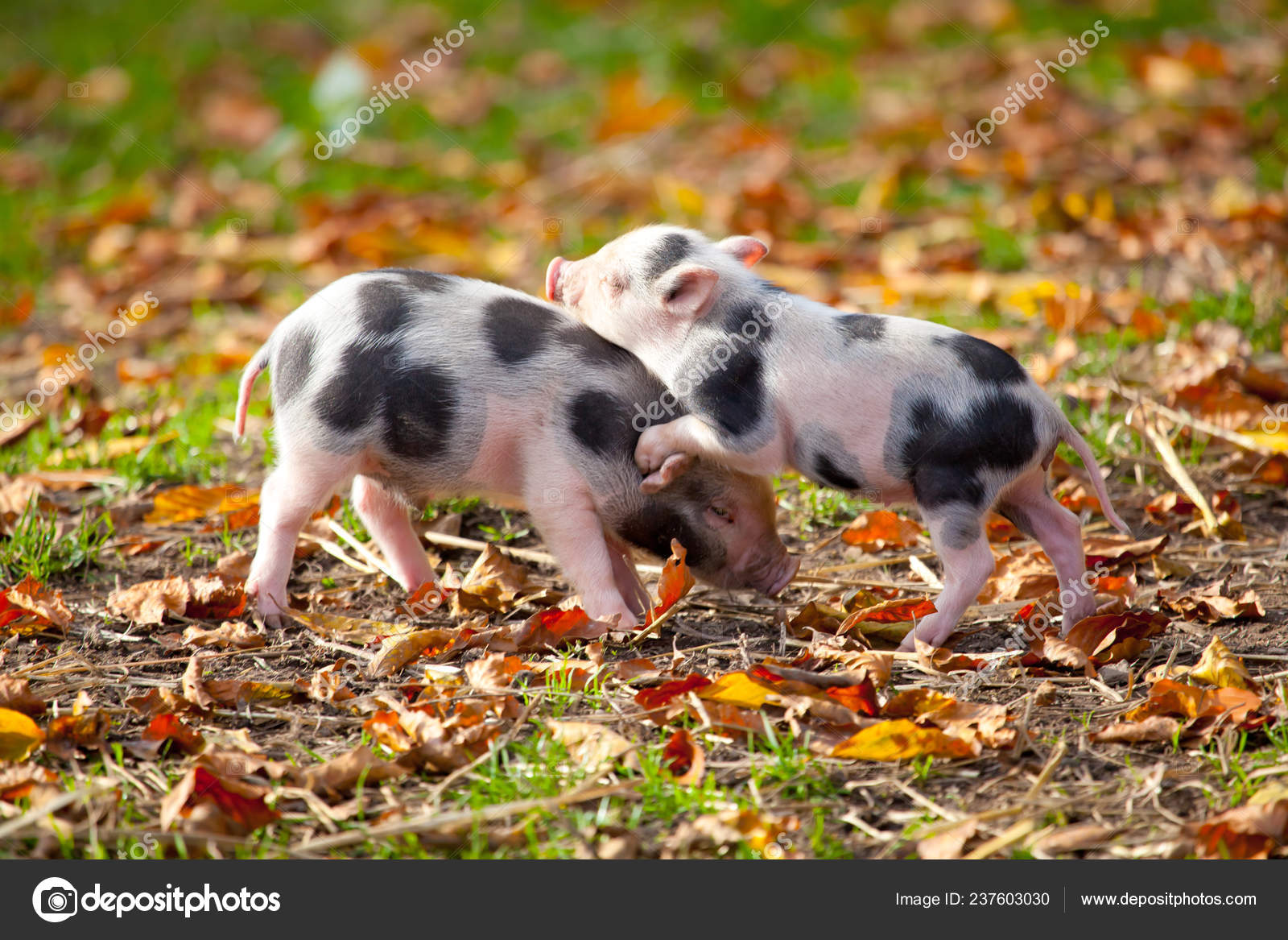Cute Little Spotty Piglets Meadow Colorful Autumnal Leaves Stock Photo ...