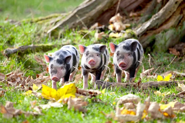 Cute Little Spotty Piglets Meadow Colorful Autumnal Leaves Stock Photo ...