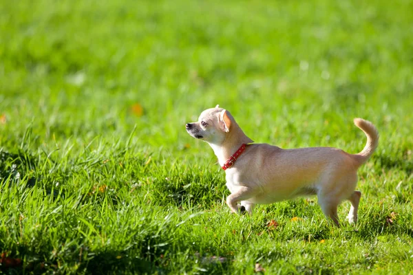 Small dog side view Images - Search Images on Everypixel