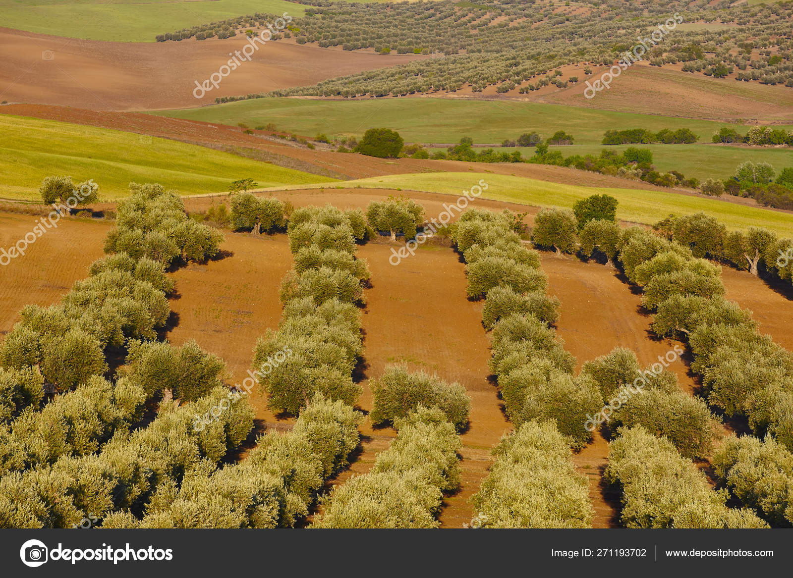Olive tree fields in Toledo. Spanish agricultural harvest landsc Stock ...