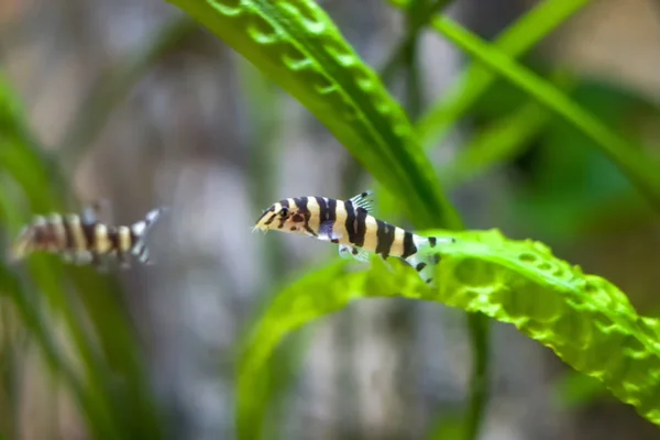 Botia con fondo verde, acuario. Locha de payaso (Chromobotia ...