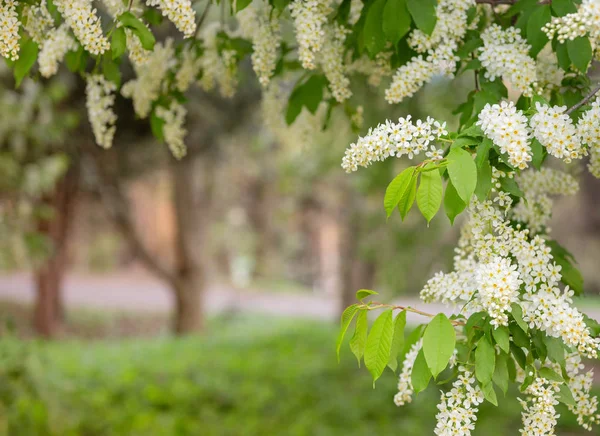 Mayday park Stock Photos, Royalty Free Mayday park Images | Depositphotos