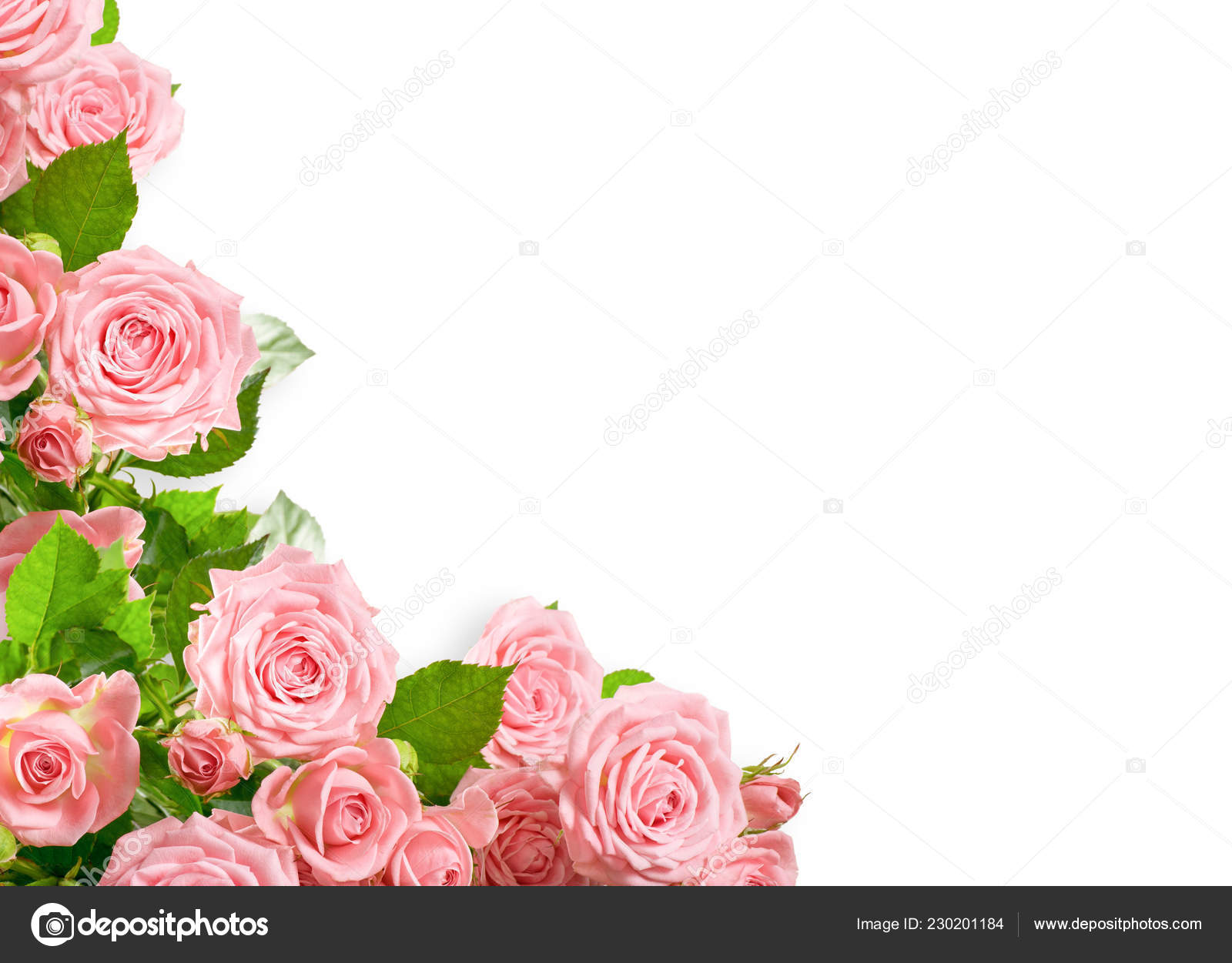 Corner Ornament Pink Roses Isolated White Background Place Your Photo ...