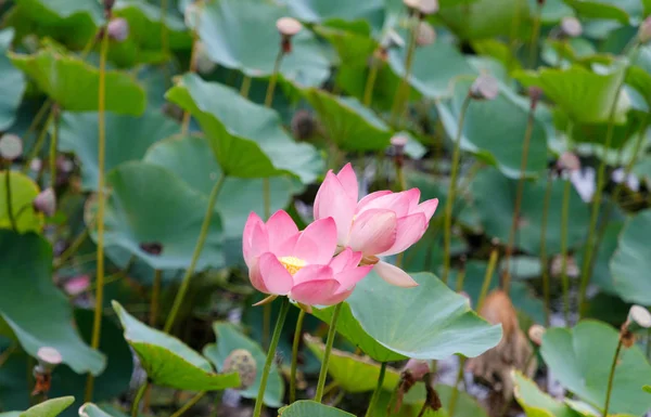 Lotus tree Stock Photos, Royalty Free Lotus tree Images | Depositphotos