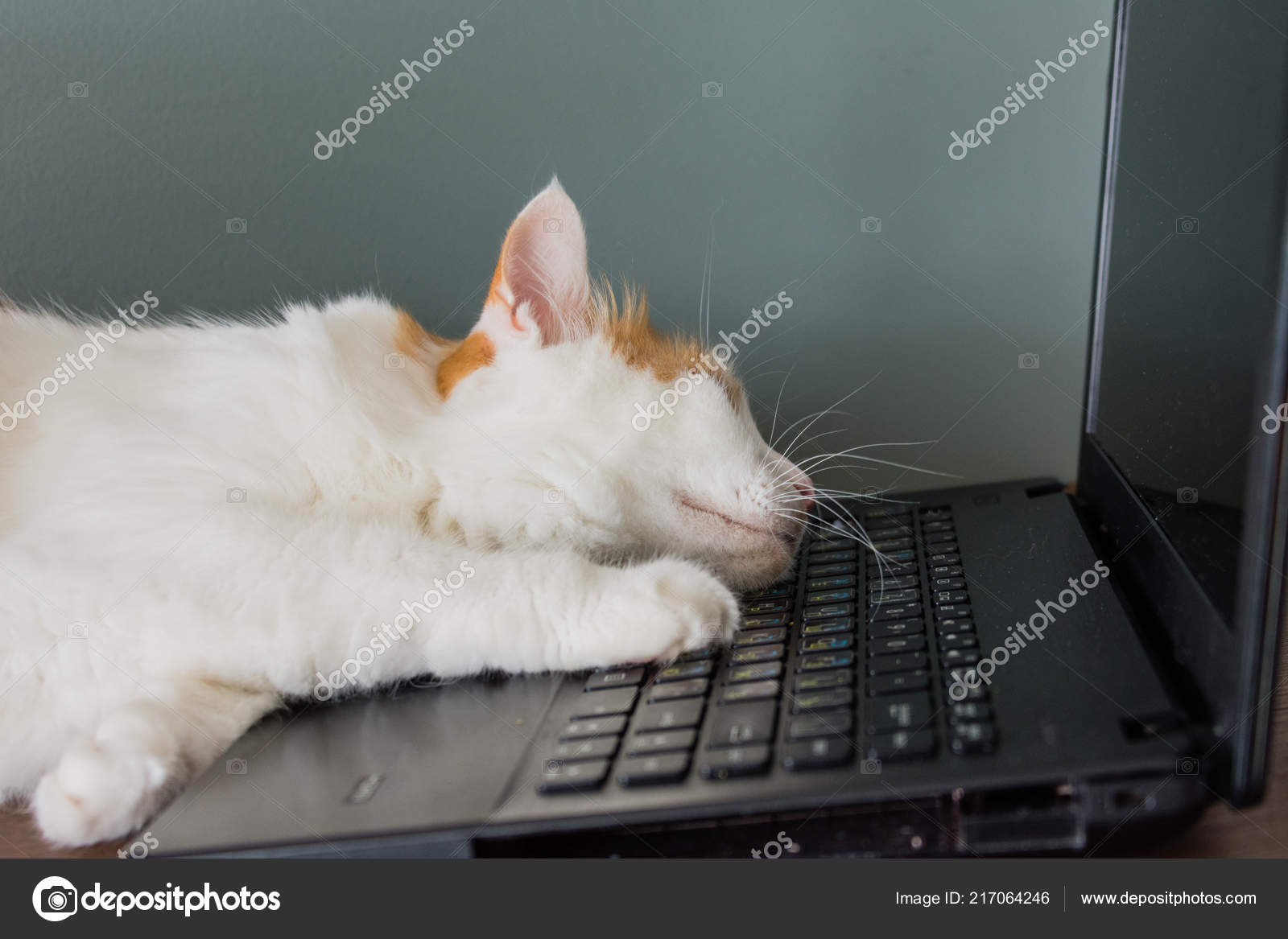 Sleepy Cat Keyboard