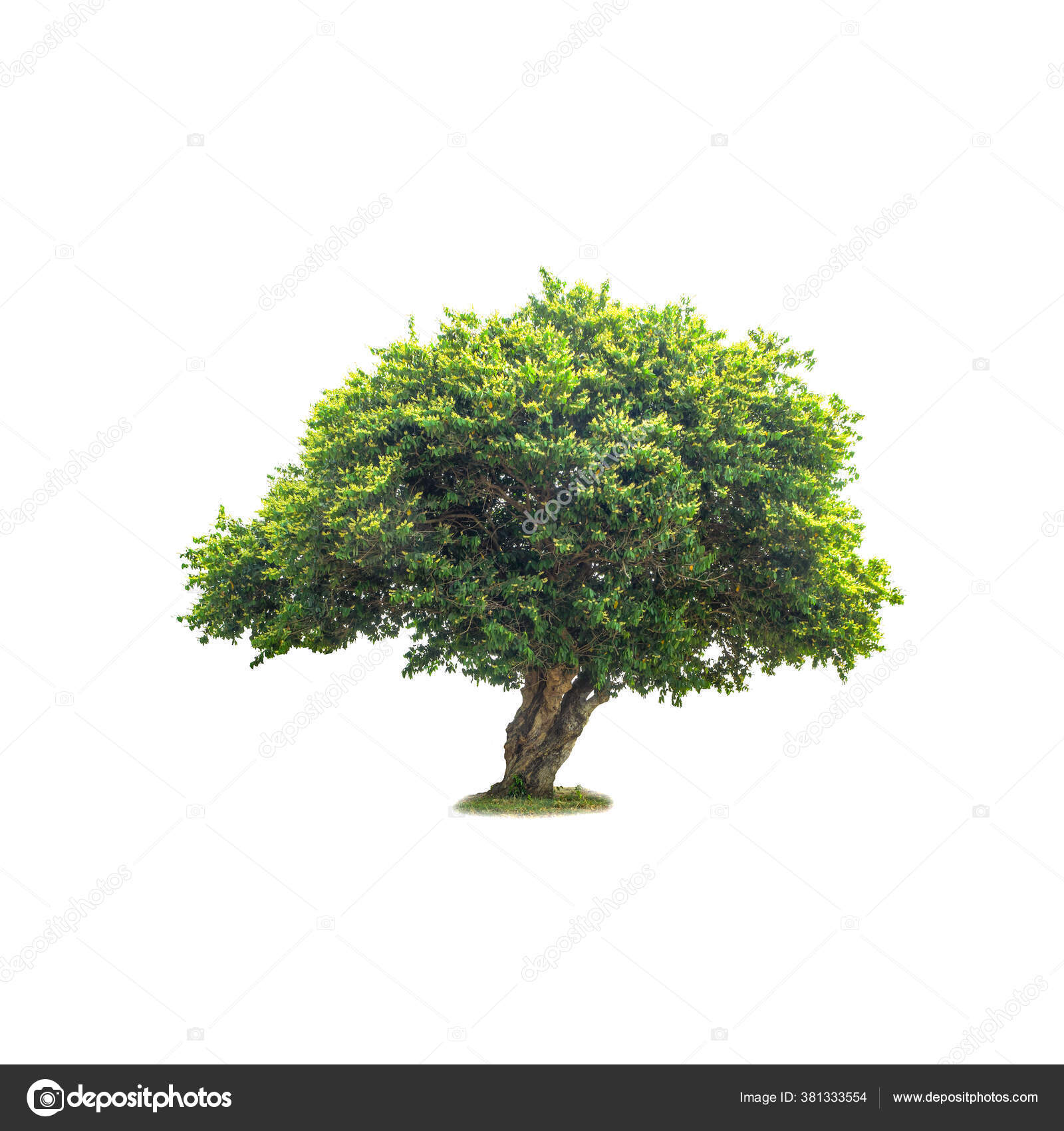 Isolated Deciduous Tree White Background Clipping Path Cutout Tree Use ... Isolated Deciduous Tree White Background Clipping Path Cutout Tree Use ...