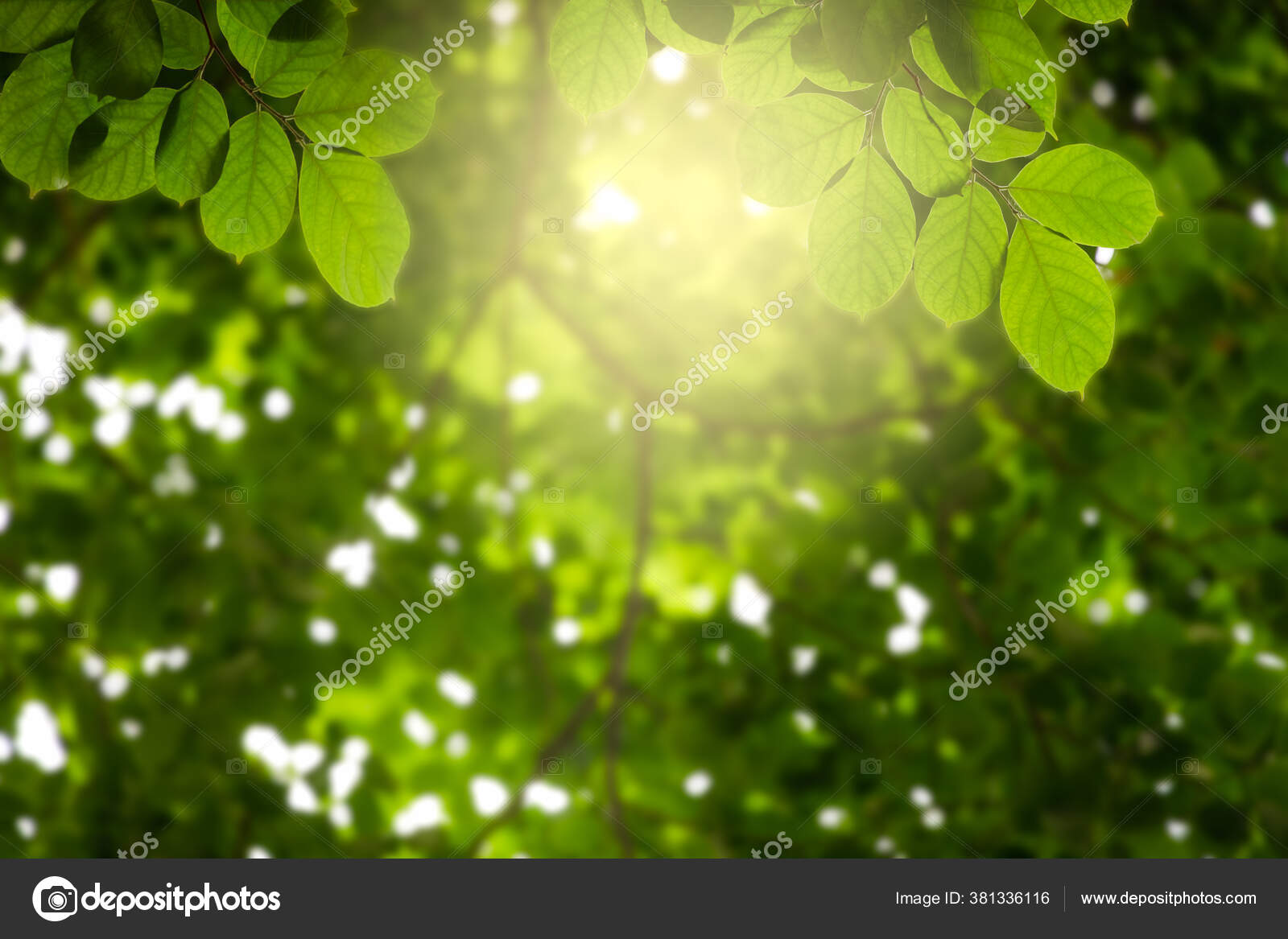 Natural Green Leaves Bokeh Sun Light Blurred Greenery Background Garden ...