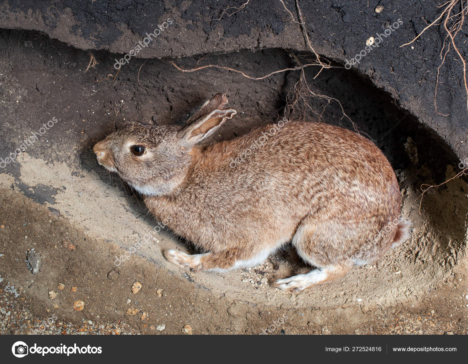 Wild rabbit in a burrow — Stock Photo © andresvic #272524816