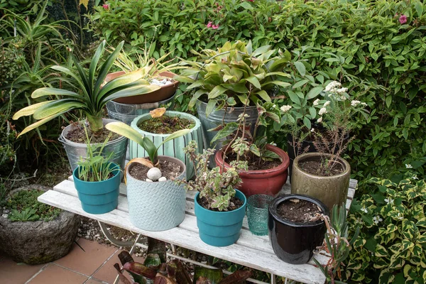 Plantas pote Stock Photos, Royalty Free Plantas pote Images | Depositphotos