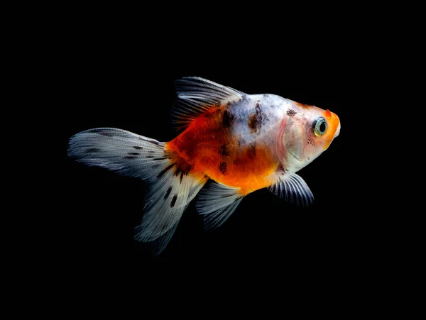 Oranda goldfish Stock Photos, Royalty Free Oranda goldfish Images ...