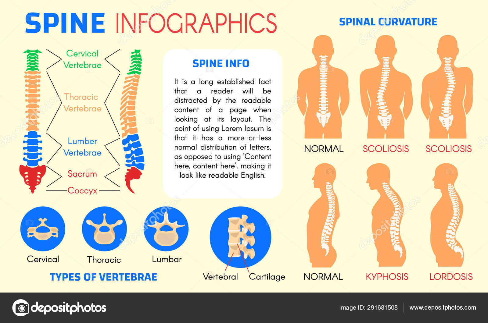 Human spine infographic, flat style Stock Vector Image by ©Nsit0108 ...
