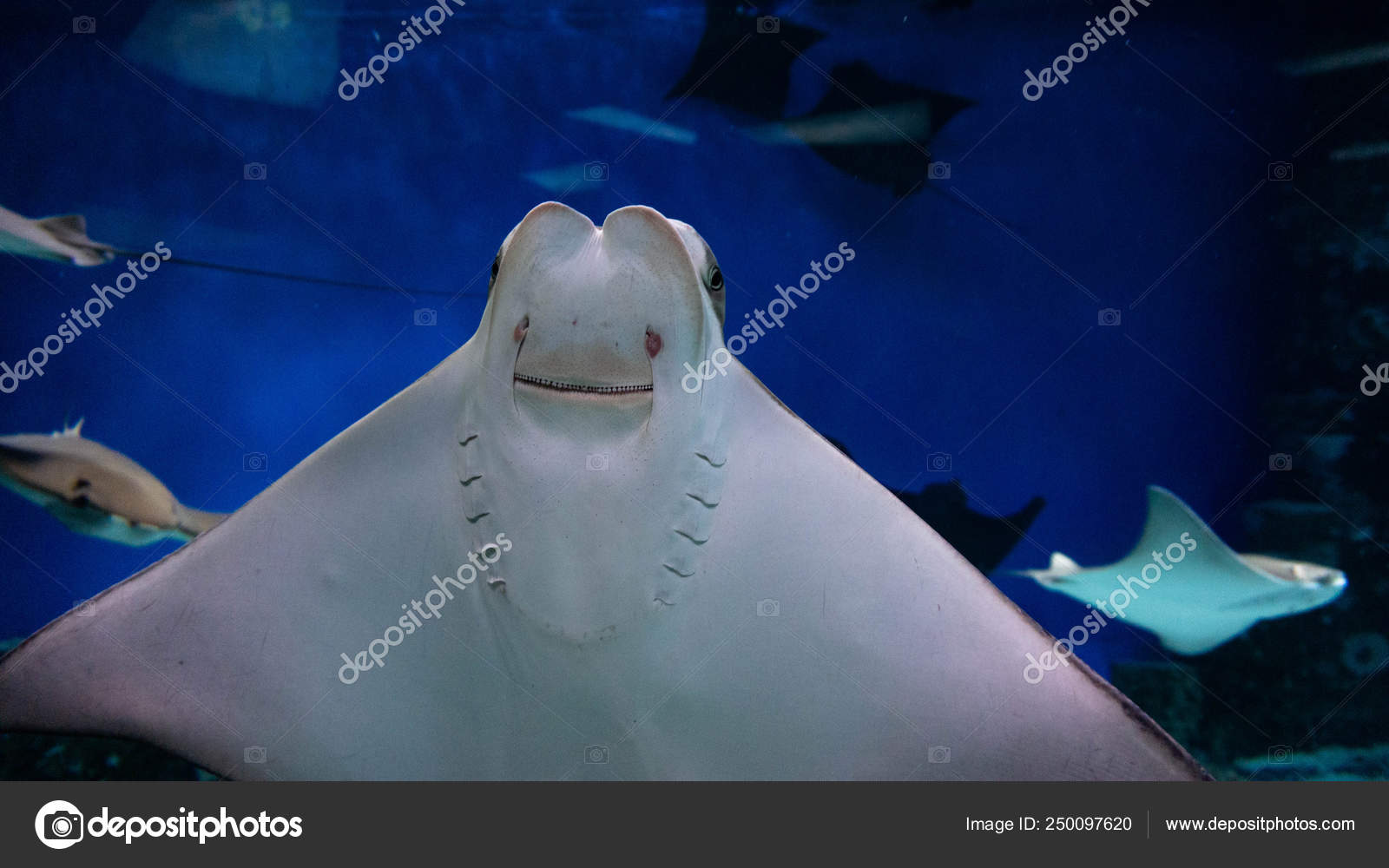 Stingrays Smiling
