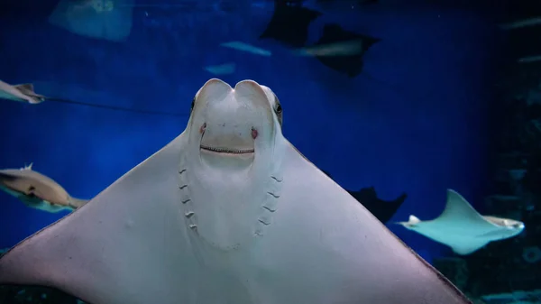 Smiling stingray Stock Photos, Royalty Free Smiling stingray Images ...