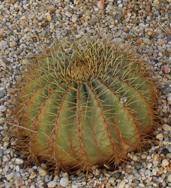 Echinocactus pectinatus Stock Photos, Royalty Free Echinocactus ...