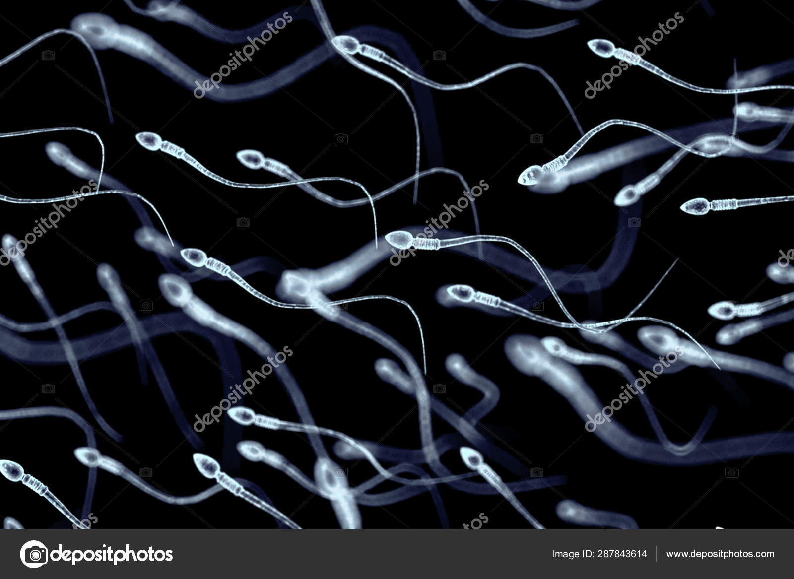 Spermatozoa, view under microscope, illustration of the appearan ...