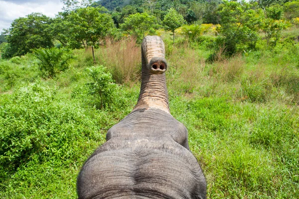 Elephant poop Stock Photos, Royalty Free Elephant poop Images ...