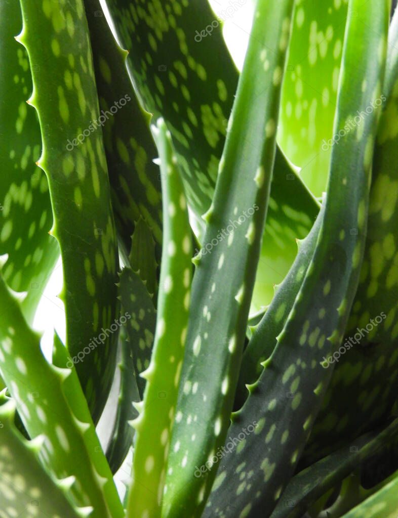 Planta de Aloe Vera retroiluminada con manchas blancas sobre hojas ...