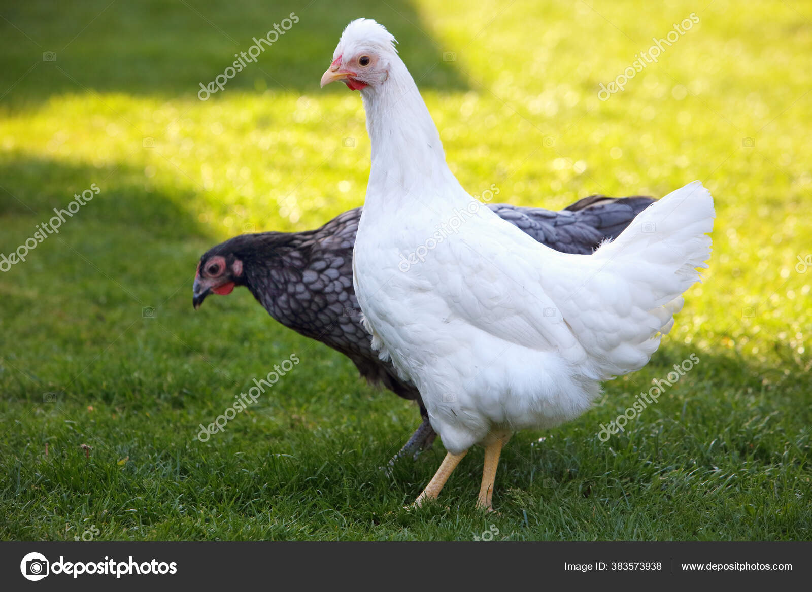 Free Range Chicken Traditional Poultry Farm — Stock Photo © TTstudio ...