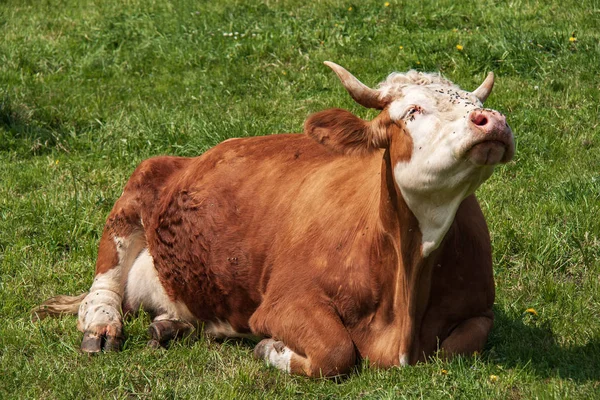 Vaca relajada Stock Photos, Royalty Free Vaca relajada Images ...