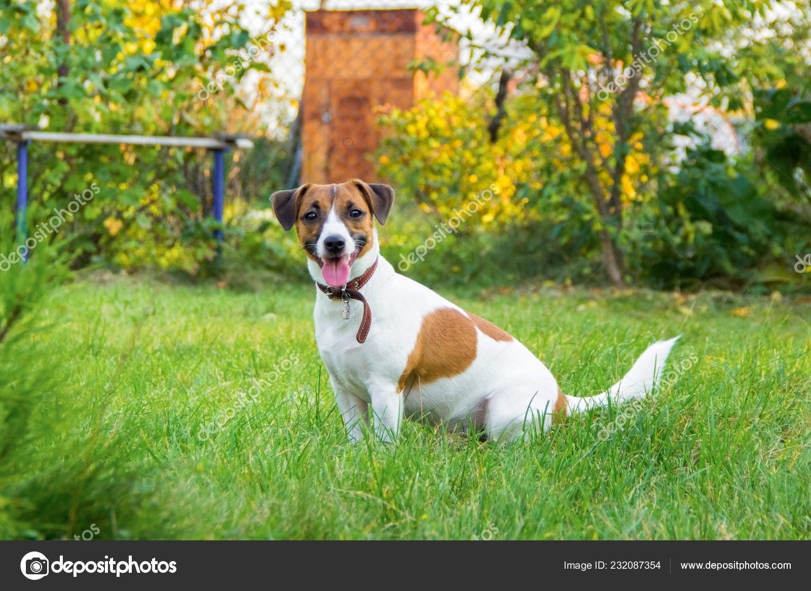 Dog Breed Jack Russell Terrier Grass — Stock Photo © sde201982@yandex ...