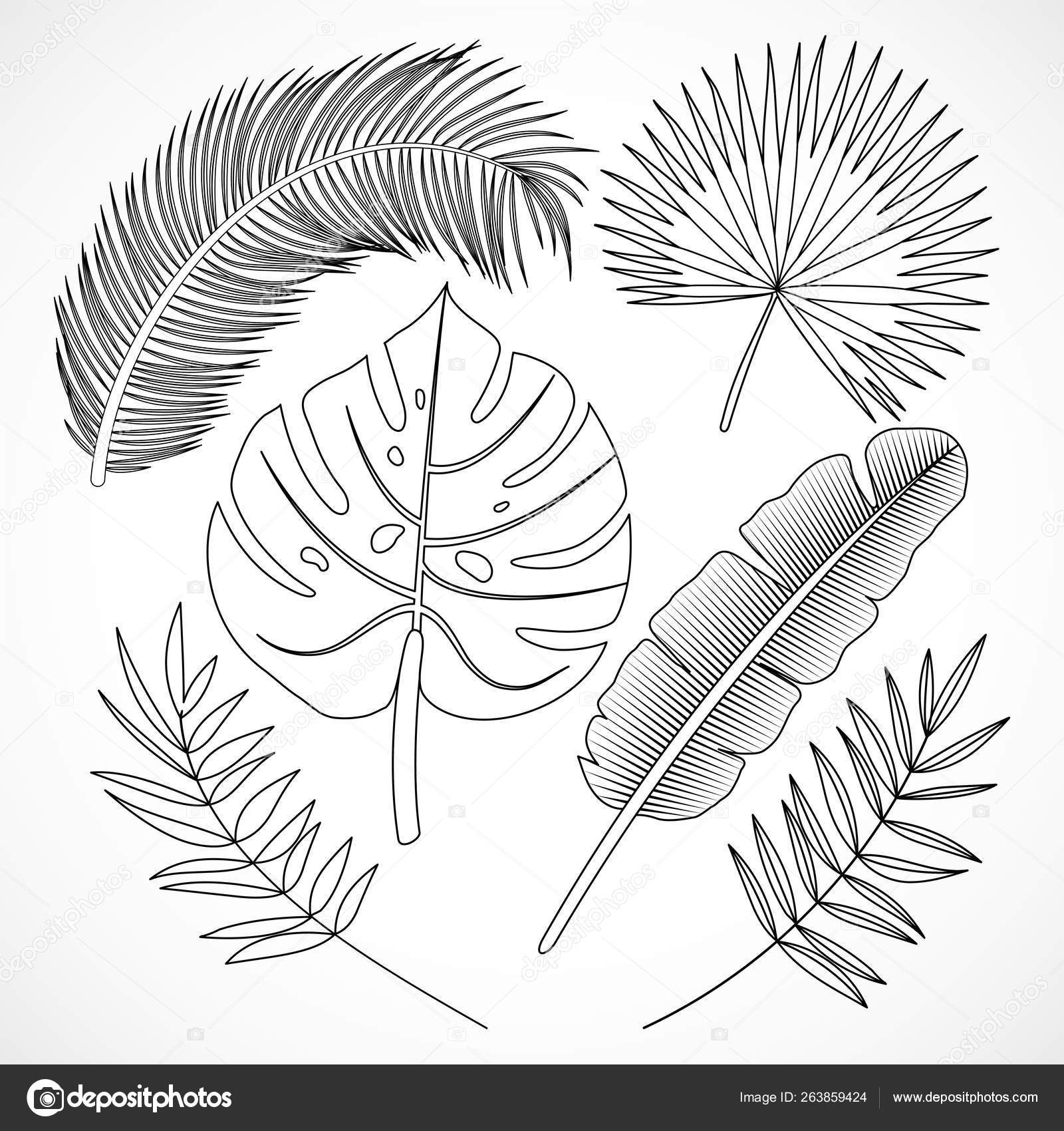 Jungle Leaf Outline