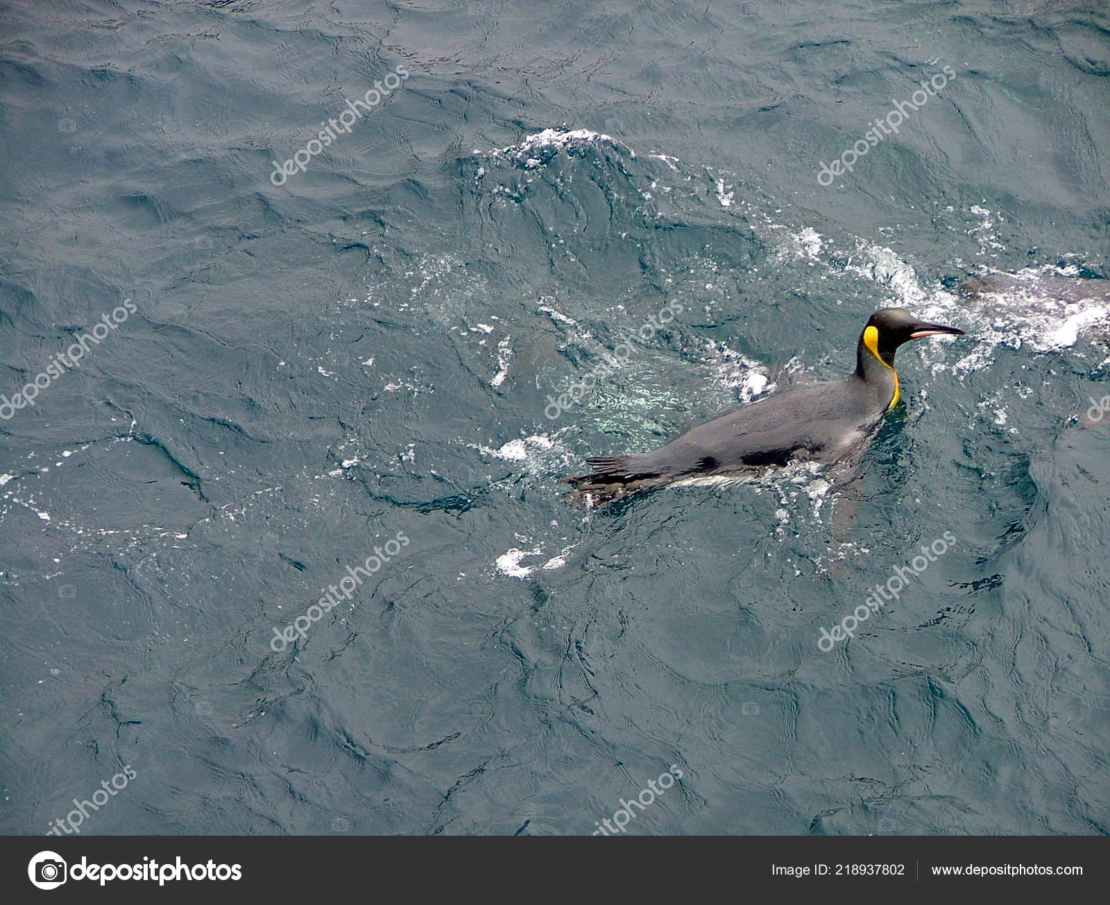 Download - Antarctica king penguins in the water close up on a sunny ...