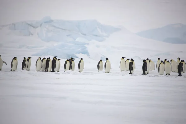 Emperor penguin migration Stock Photos, Royalty Free Emperor penguin ...