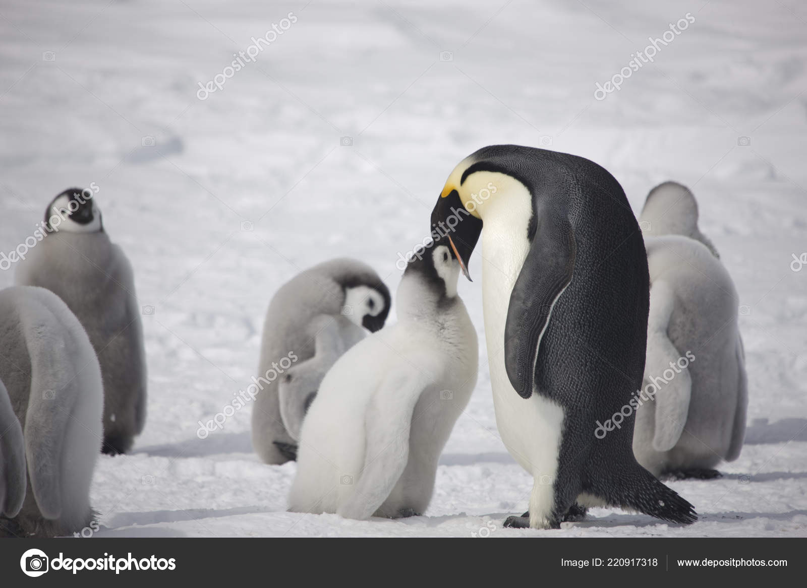Emperor Penguin Feeding Chick