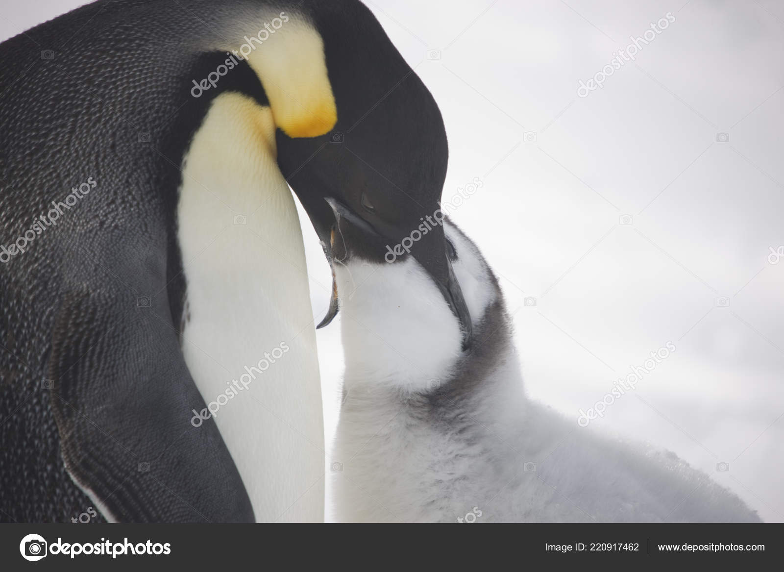 Emperor Penguin Feeding Chick