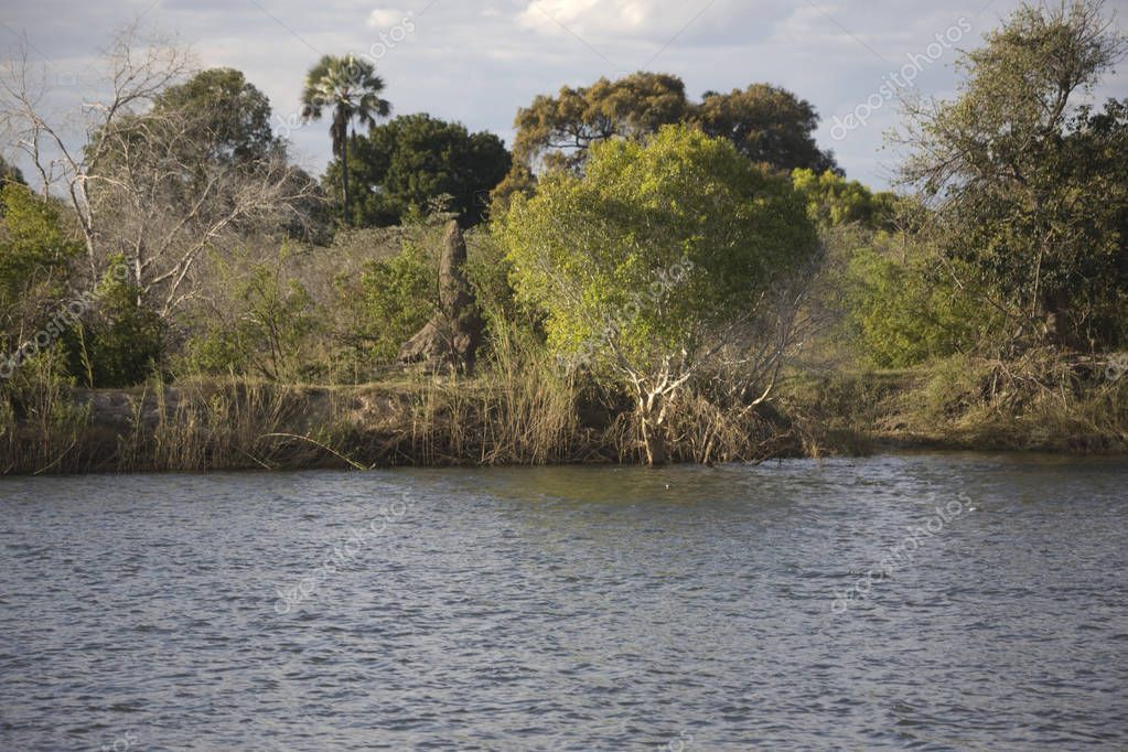 Zimbabue gran termitario en el río Zambezi en un día soleado 2022