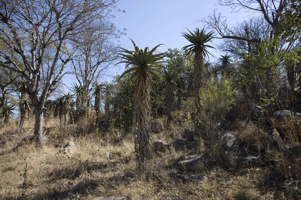 Bushmanland Stock Photos, Royalty Free Bushmanland Images | Depositphotos