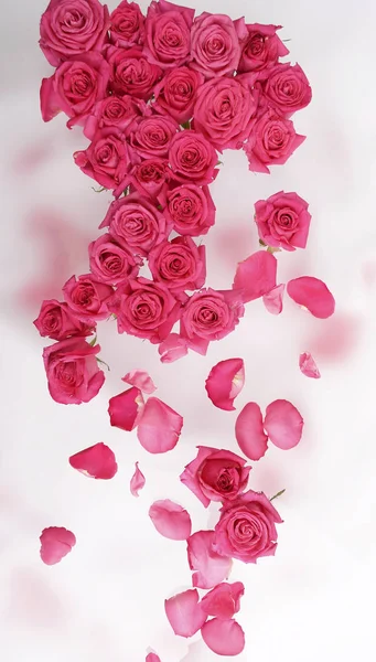 Kuvapankin valokuvat: Rozen wow nt, tekijänoikeusvapaat kuvat: Rozen ...