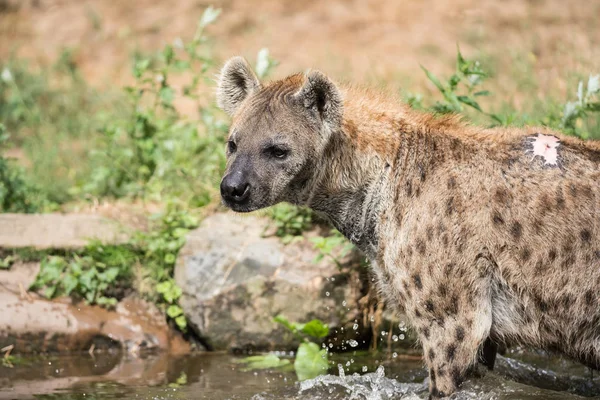 in the water there are two Hyena's playing and enjoying their dive ...