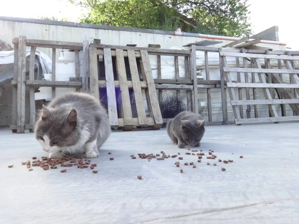 Cats eating outdoor Stock Photos, Royalty Free Cats eating outdoor ...