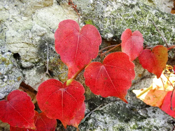 Red Creeper Plant with Heart Shape Leaves - Stock Image - Everypixel