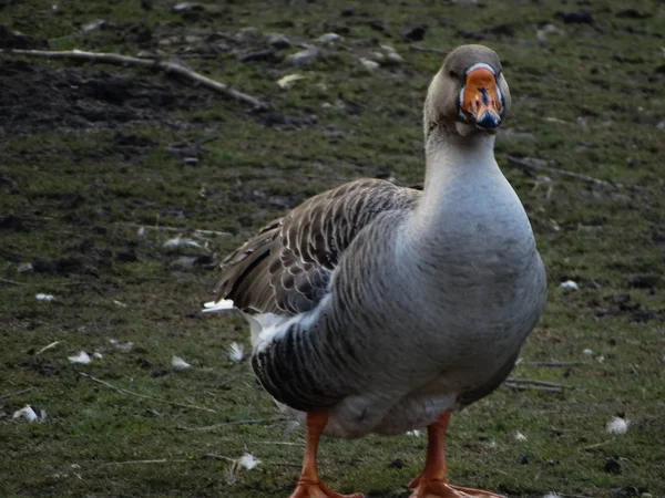 Male green goose duck Stock Photos, Royalty Free Male green goose duck ...